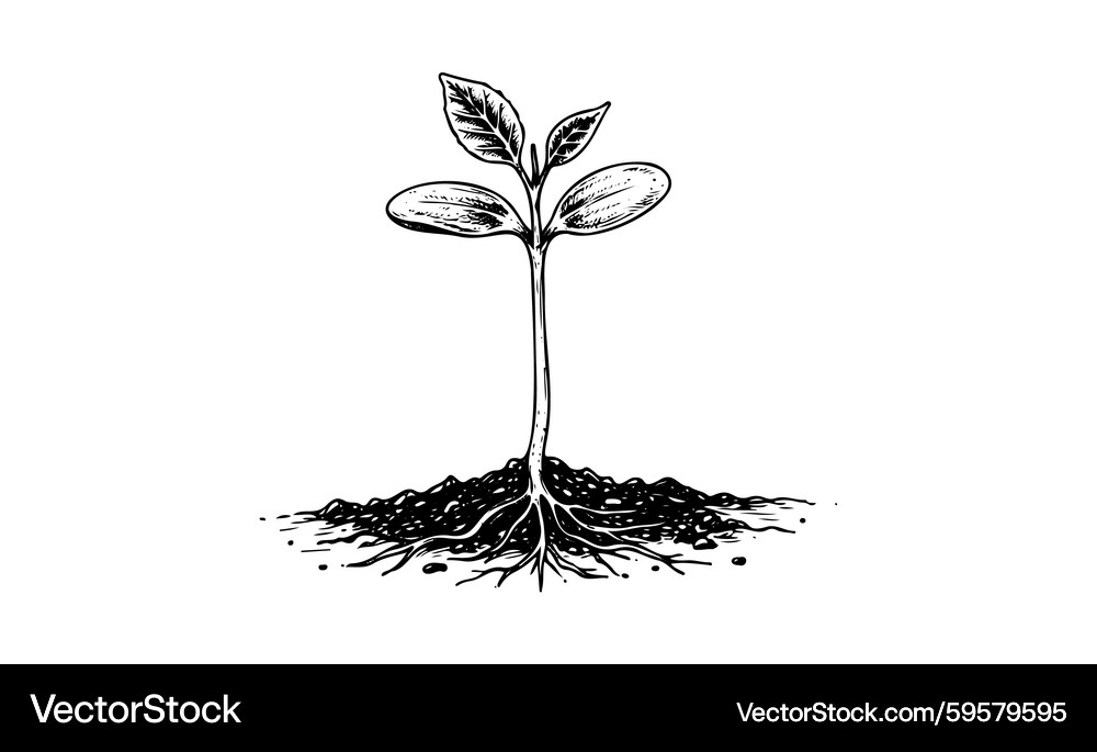 seedling vector art