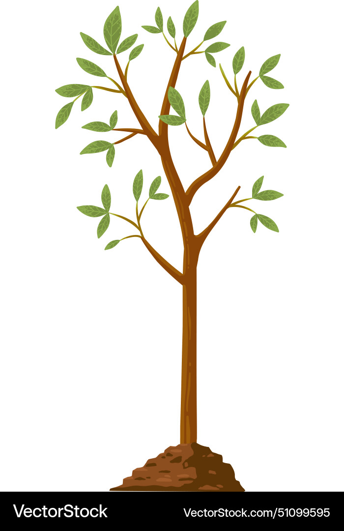 Tree grow plant growth from seed to sapling Vector Image