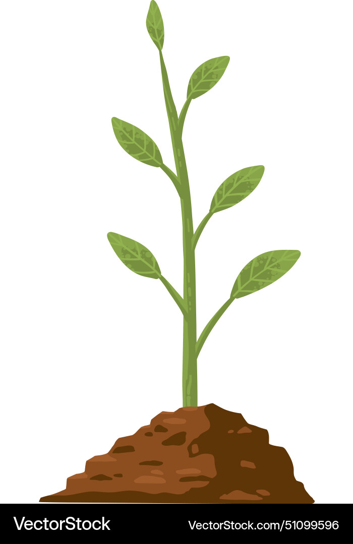 Tree grow plant growth from seed to sapling Vector Image