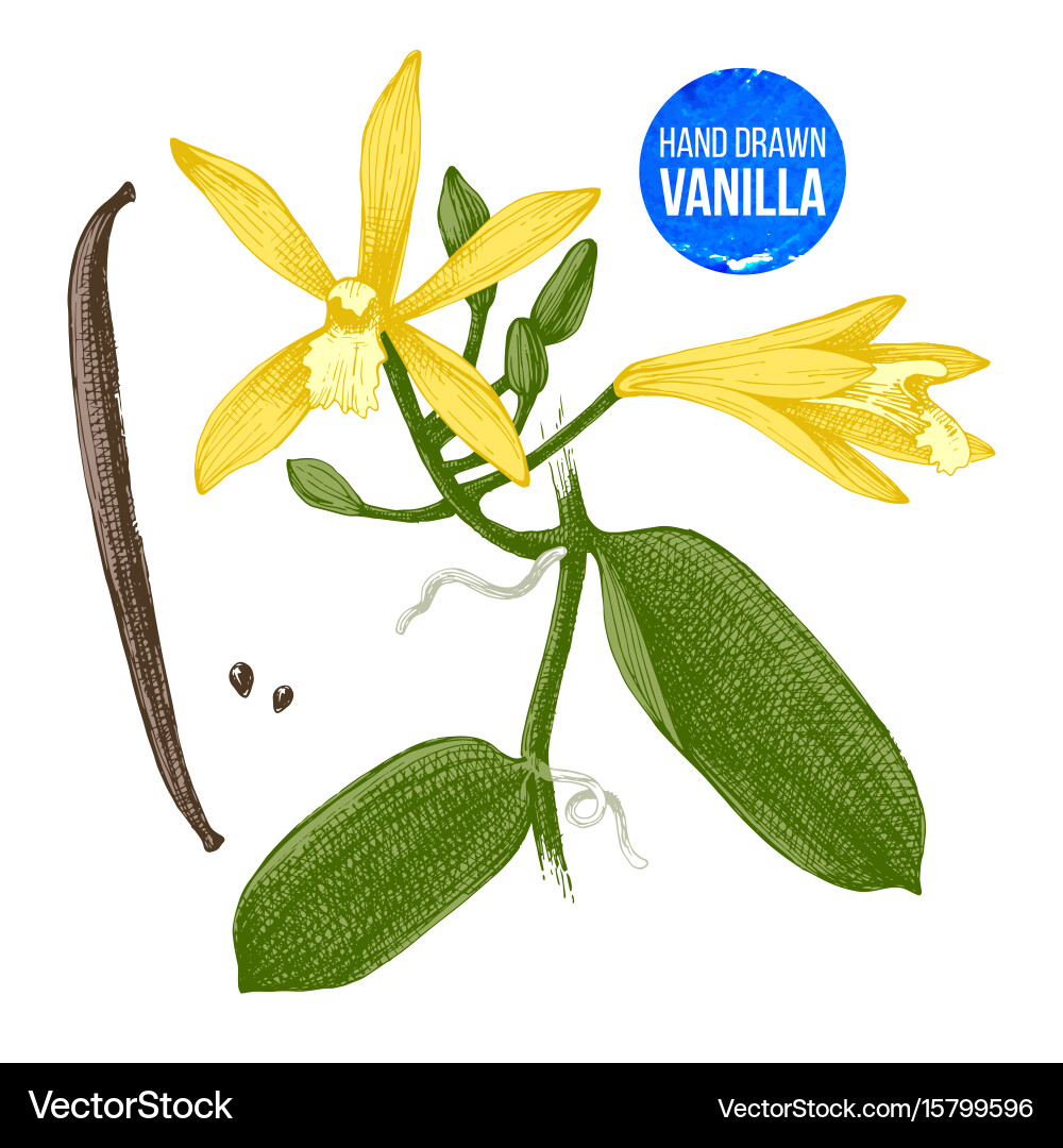 Vanilla plant hand drawn botanical Royalty Free Vector Image