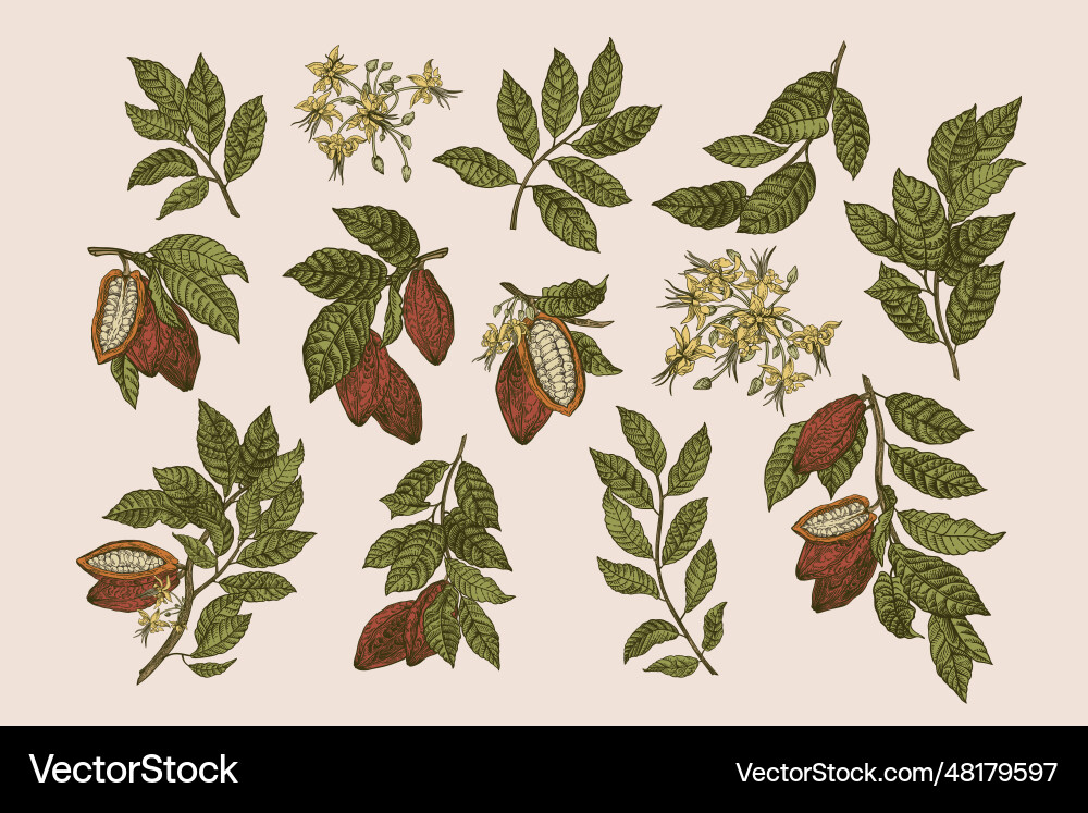 Set with cocoa plant Royalty Free Vector Image