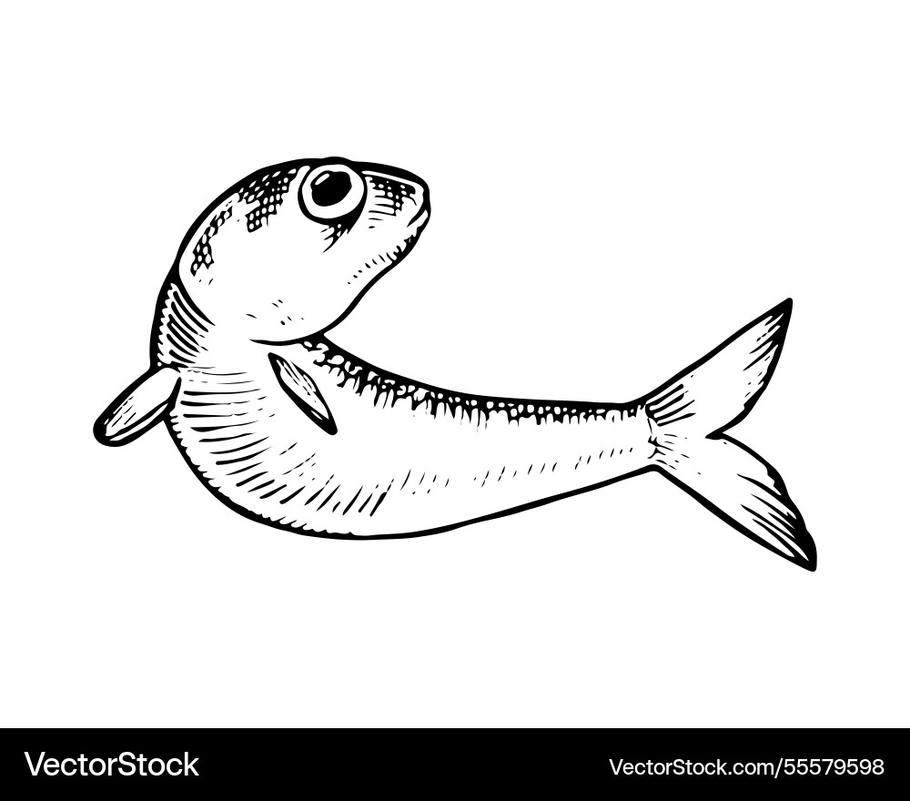 Hand drawn of anchovy fish Royalty Free Vector Image