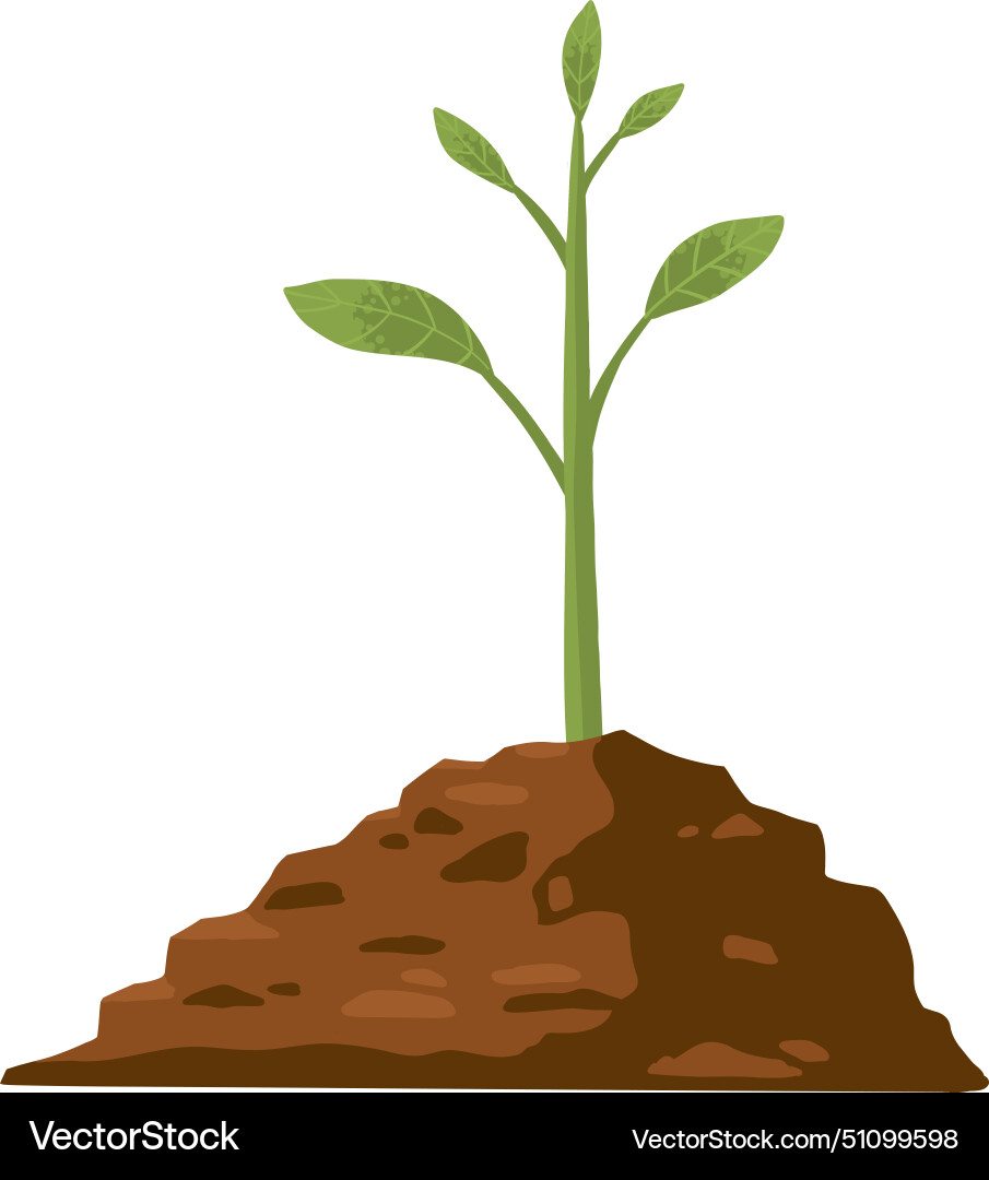 Tree grow plant growth from seed to sapling Vector Image