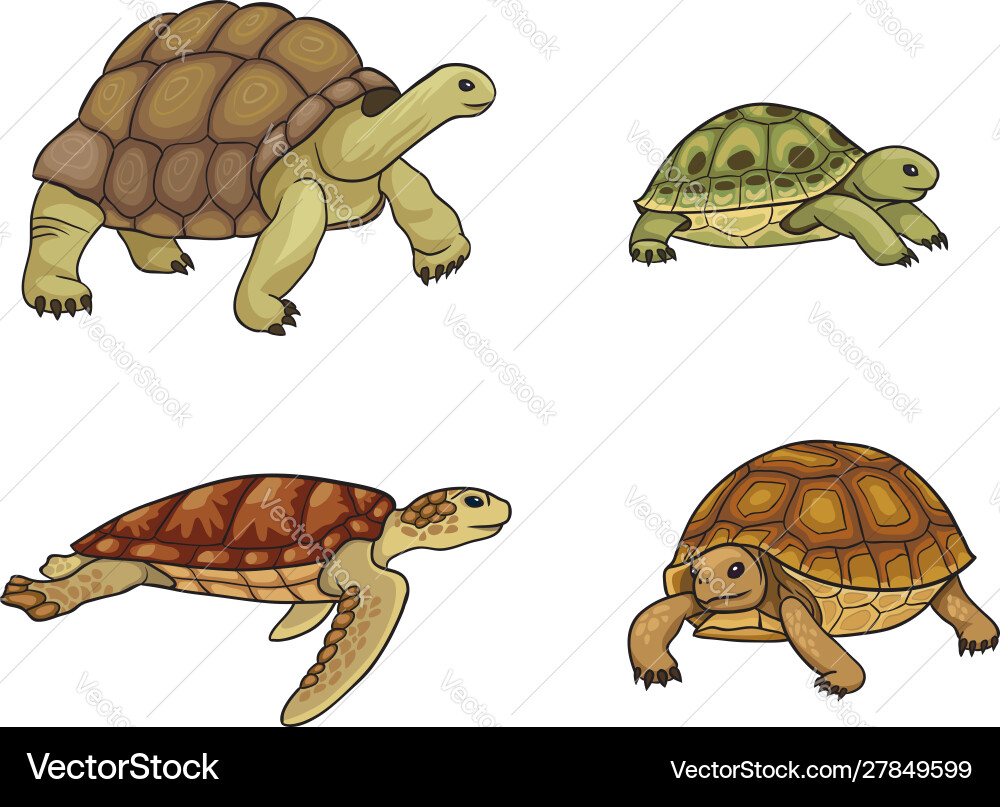 Tortoise and Turtle Collection Royalty Free Vector Image