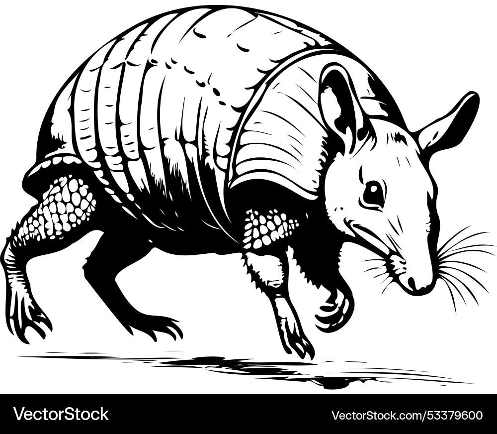 Armadillo jumps drawing realistic outline animal Vector Image