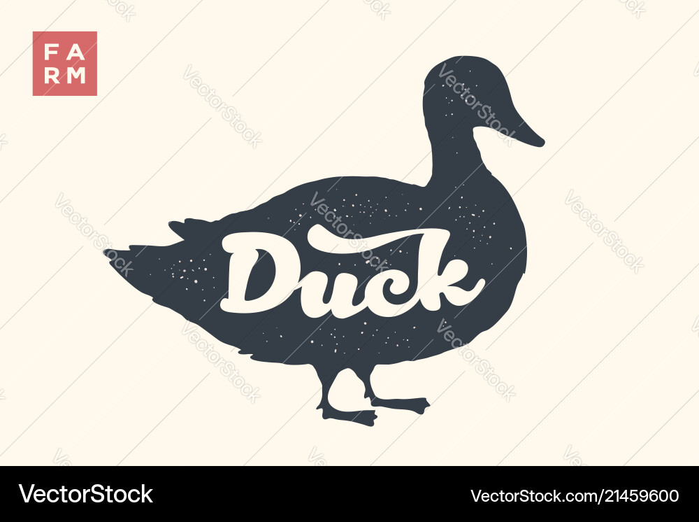 Duck lettering typography Royalty Free Vector Image