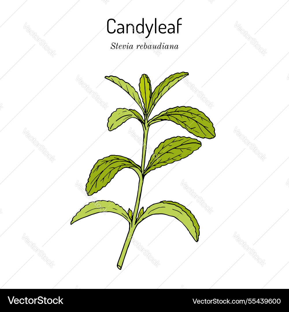 Stevia rebaudiana known as candyleaf Royalty Free Vector