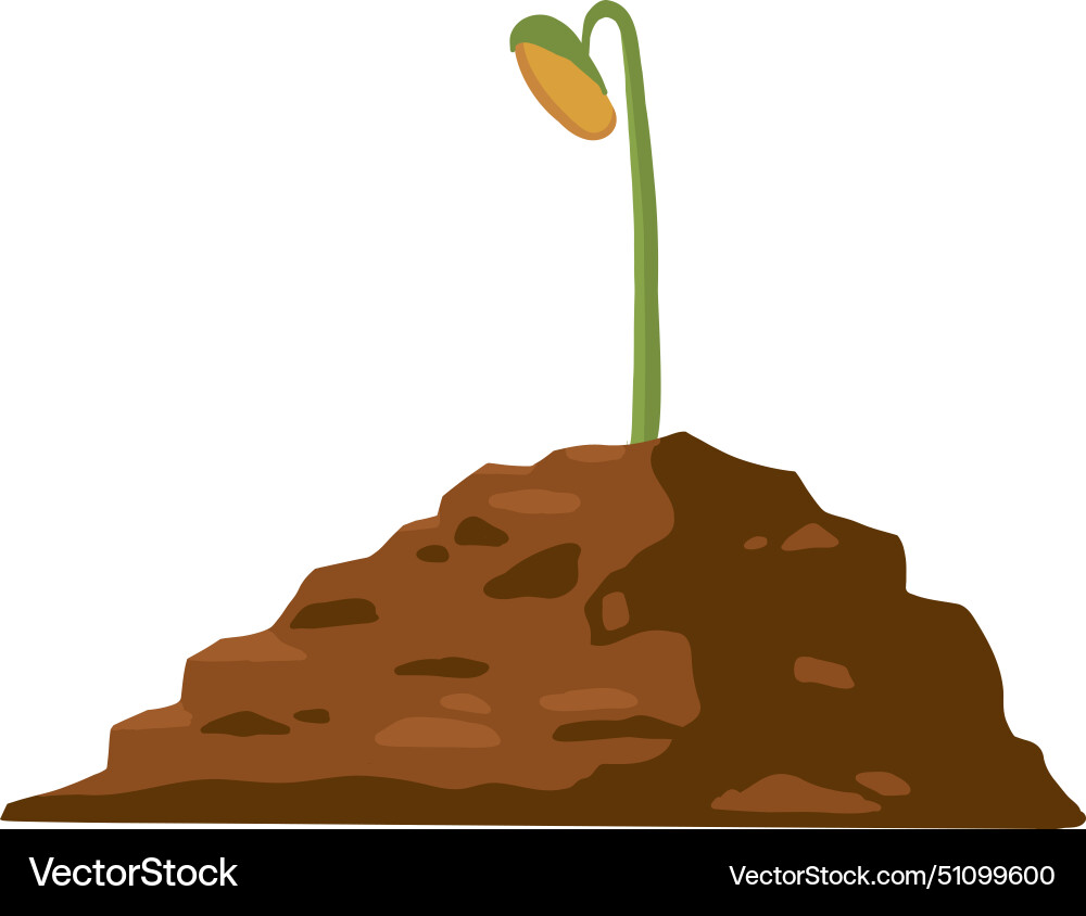 Tree grow plant growth from seed to sapling Vector Image