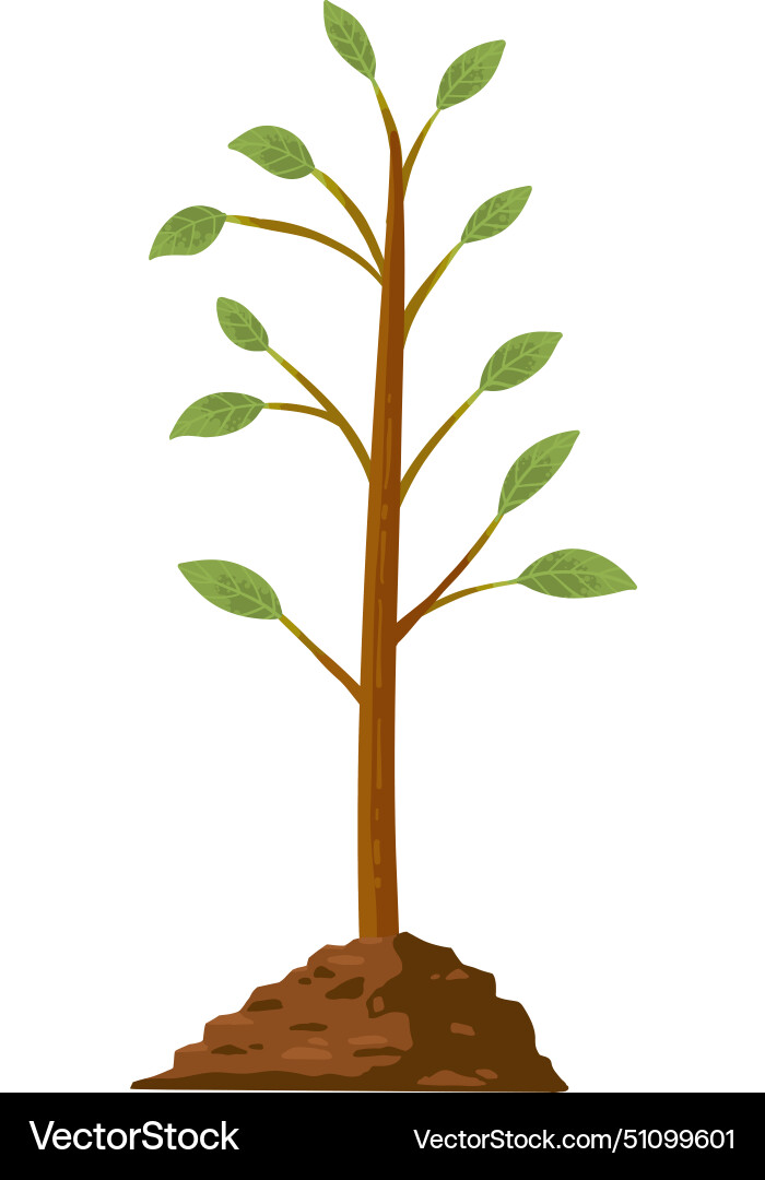 Tree grow plant growth from seed to sapling Vector Image