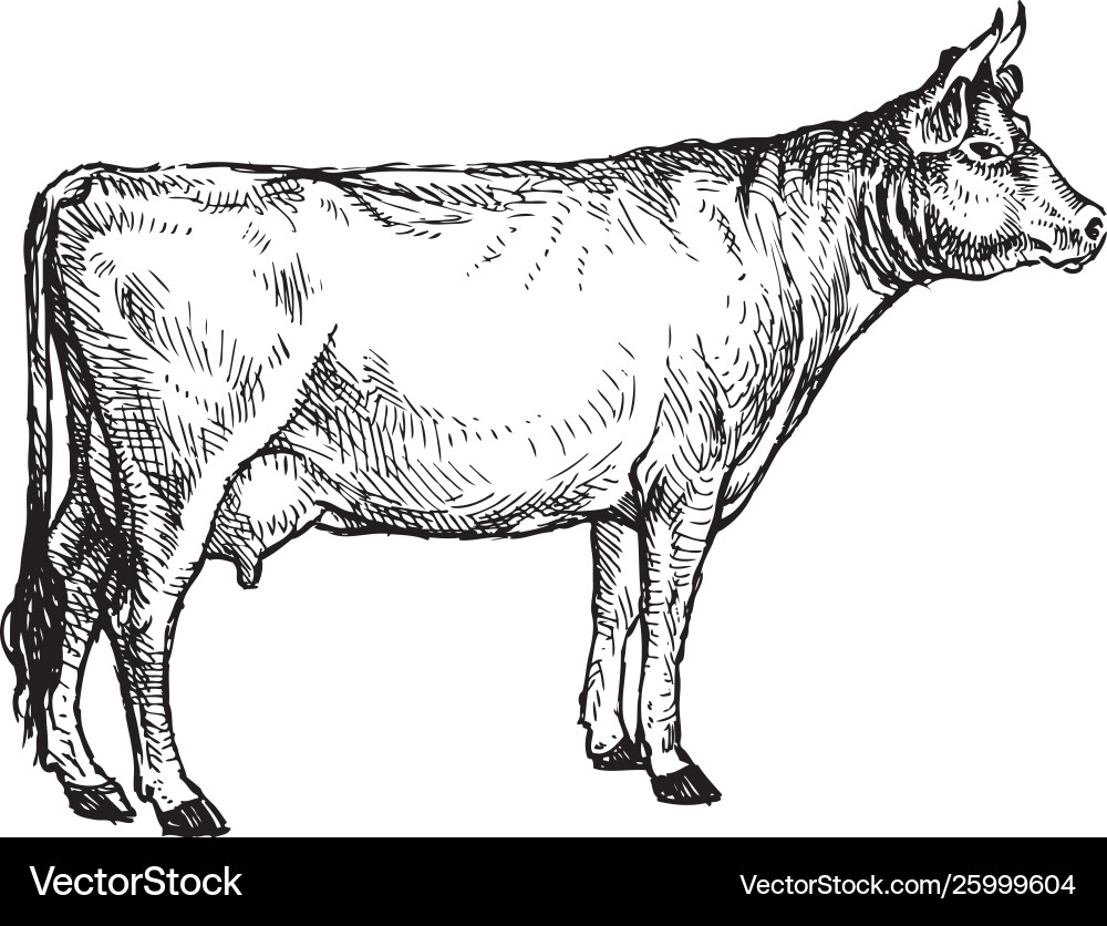 Cow Royalty Free Vector Image - VectorStock