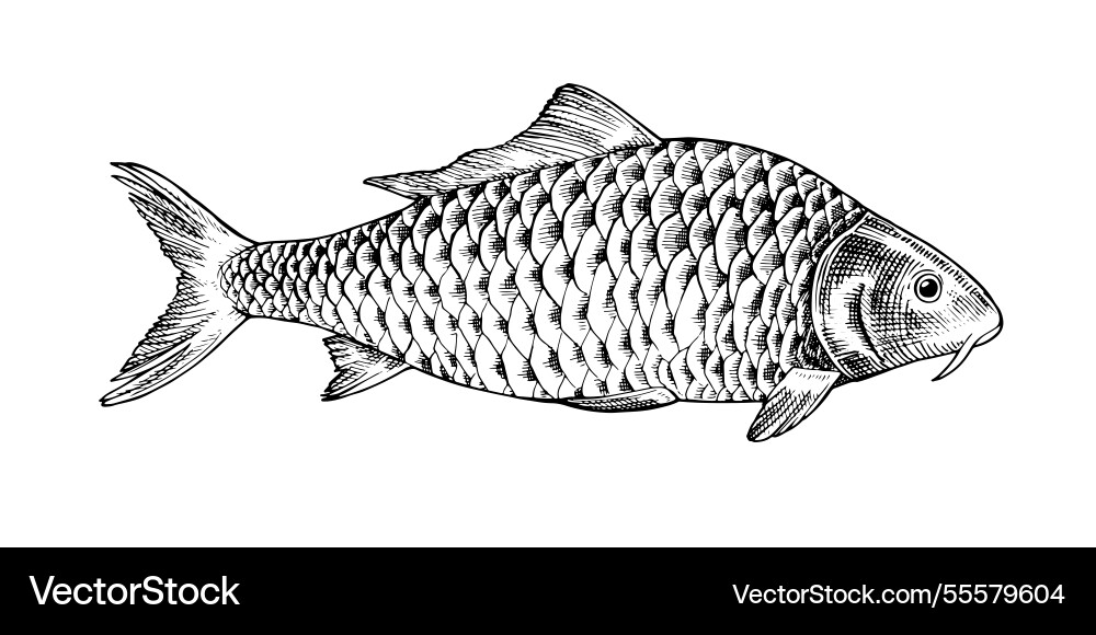Hand drawn of a common carp Royalty Free Vector Image