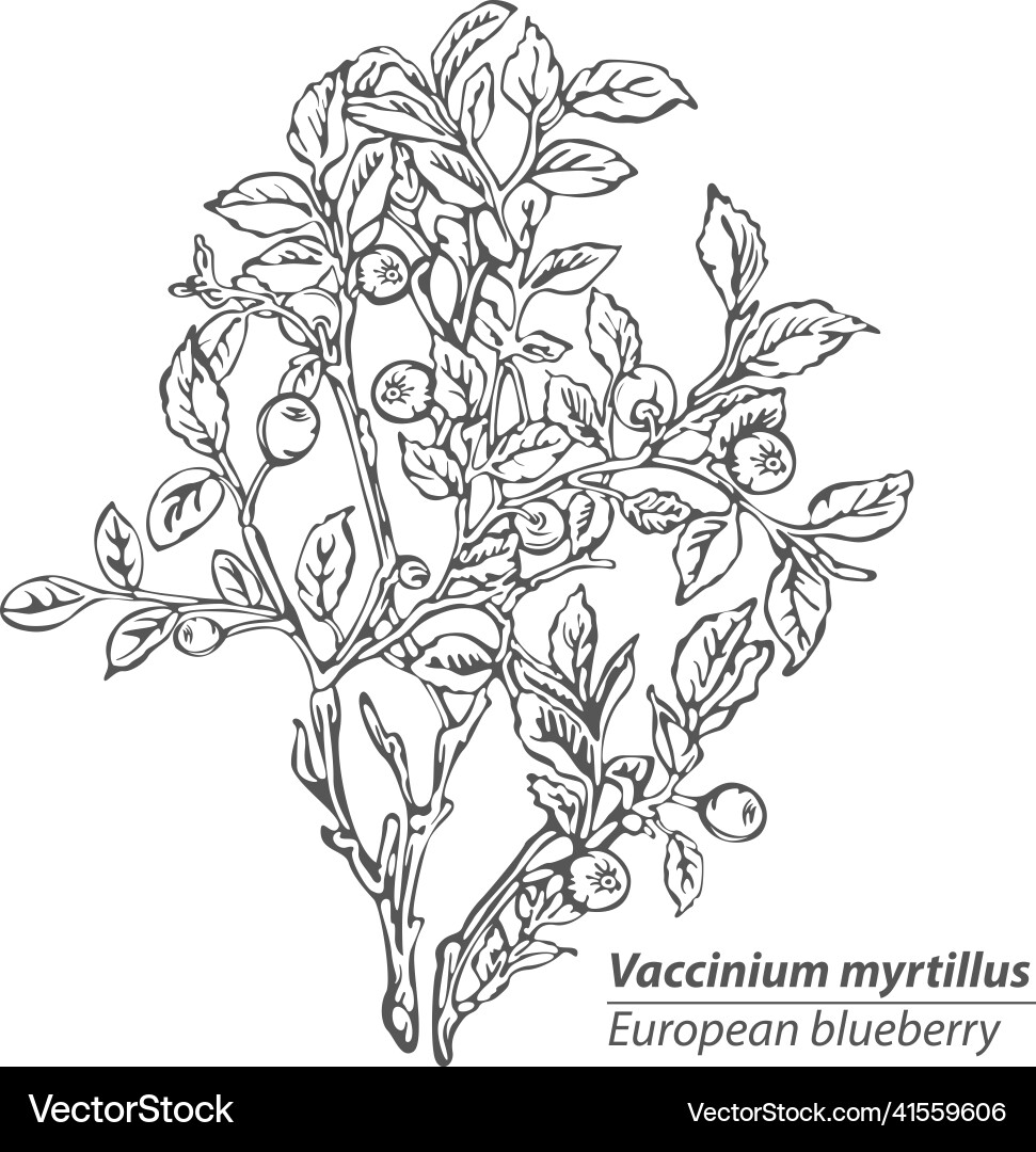 Blueberry bush Royalty Free Vector Image - VectorStock