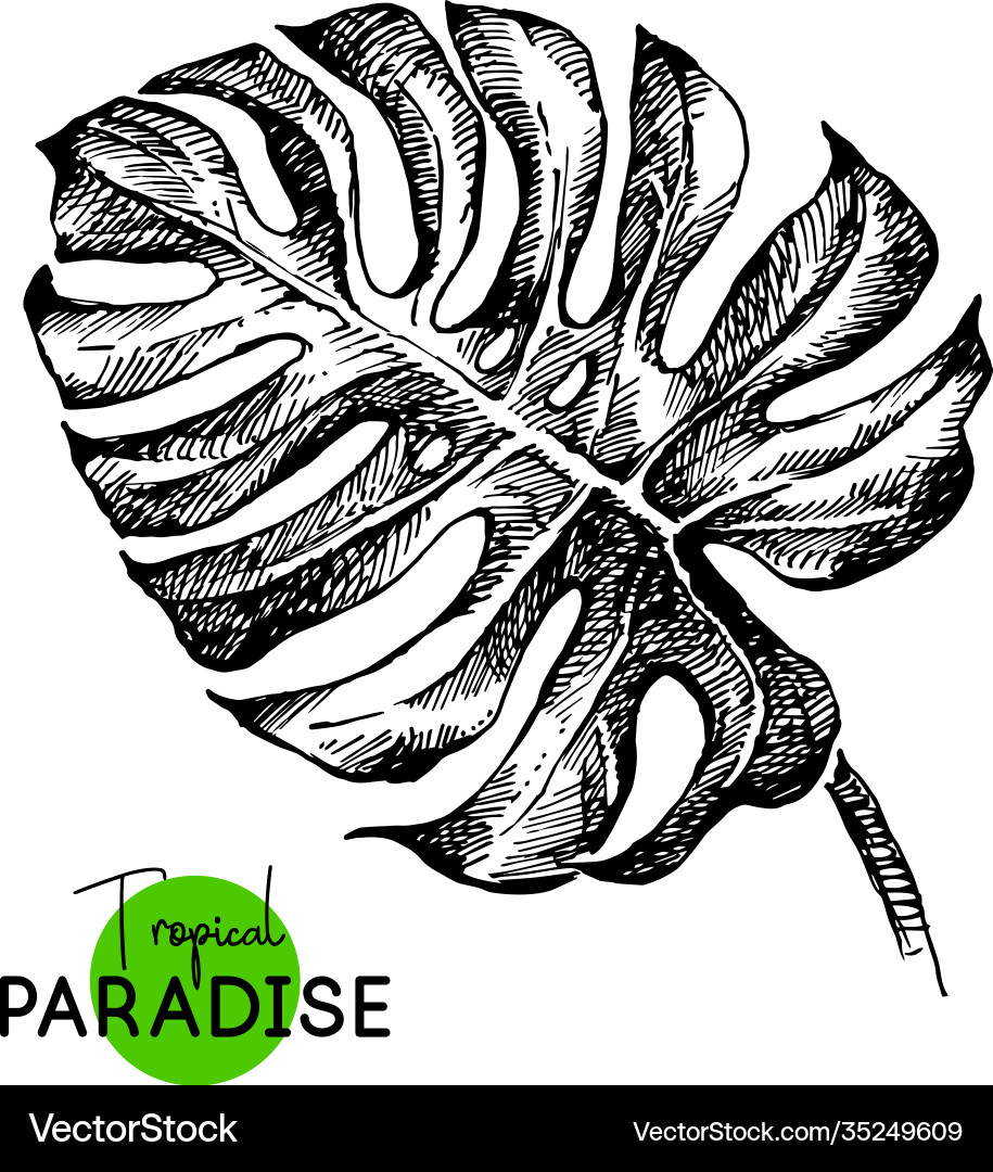 Tropical Monstera Sketch Royalty Free Vector Image