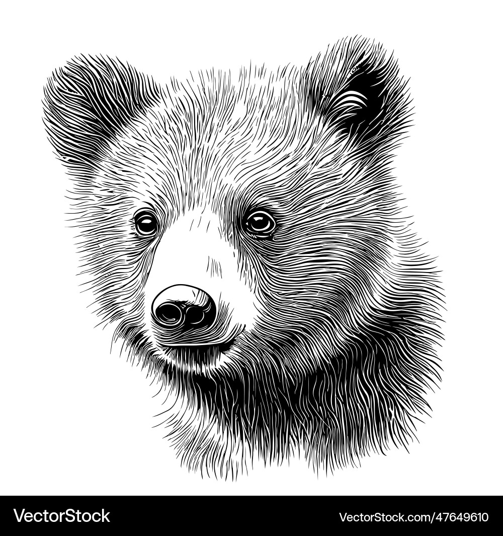 Cute animal bear cub face hand drawn sketch Vector Image