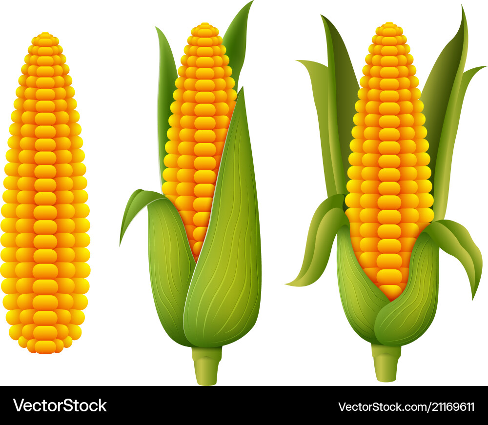 Fresh corn Royalty Free Vector Image - VectorStock