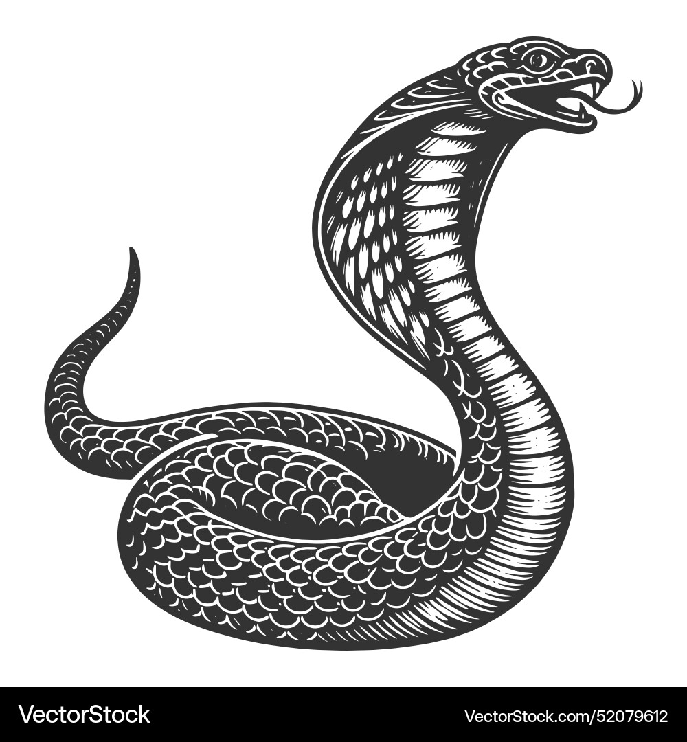 Cobra snake in striking pose engraving Royalty Free Vector