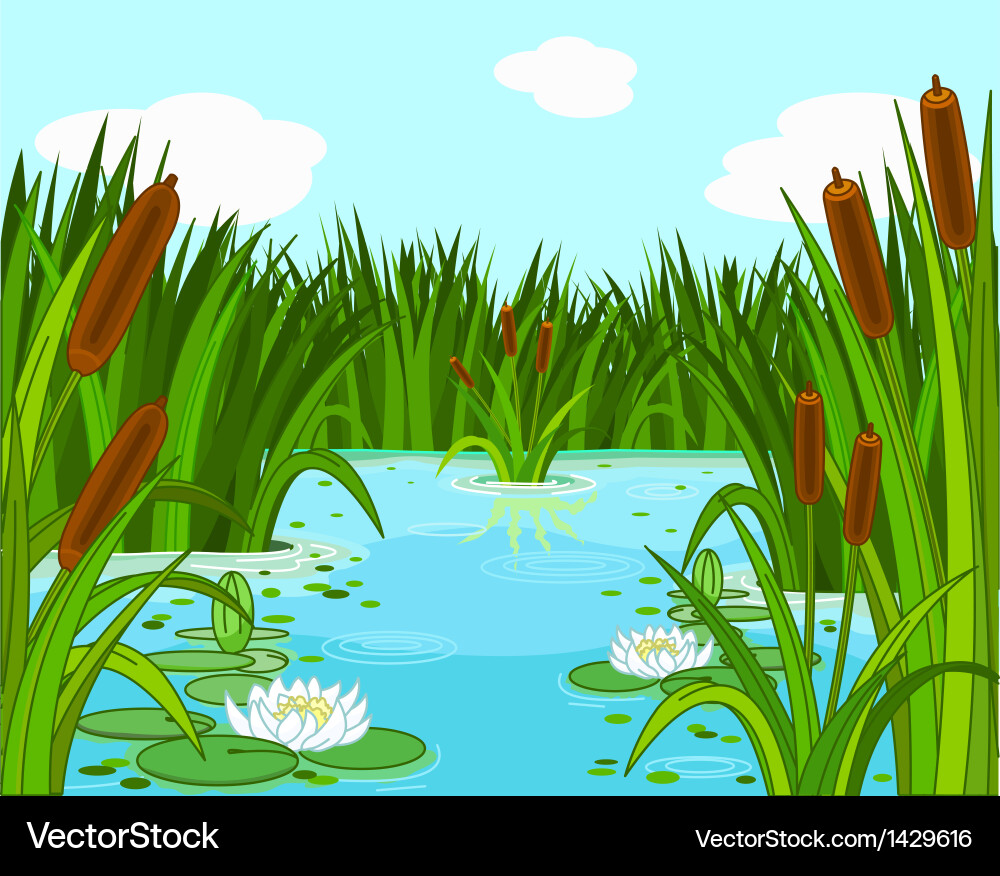 Pond scene Royalty Free Vector Image - VectorStock