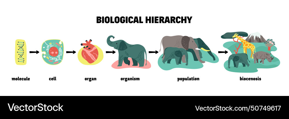 Biological hierarchy infographic scheme Royalty Free Vector