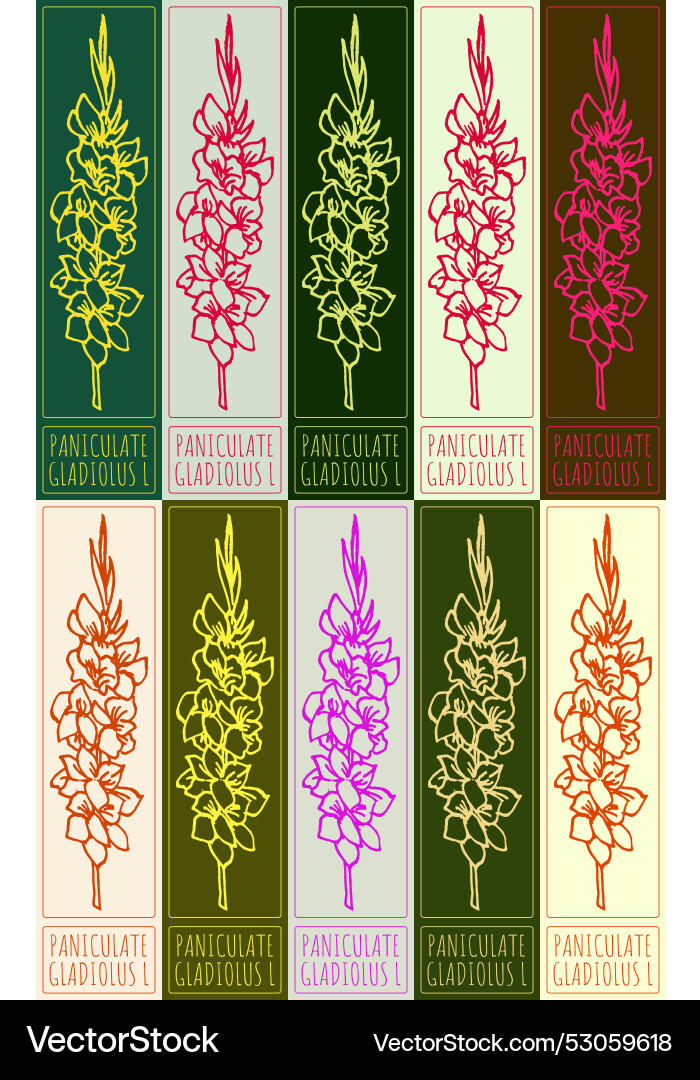 Set of drawing paniculate gladiolus in various Vector Image
