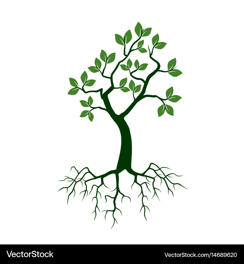 Green tree with roots Royalty Free Vector Image