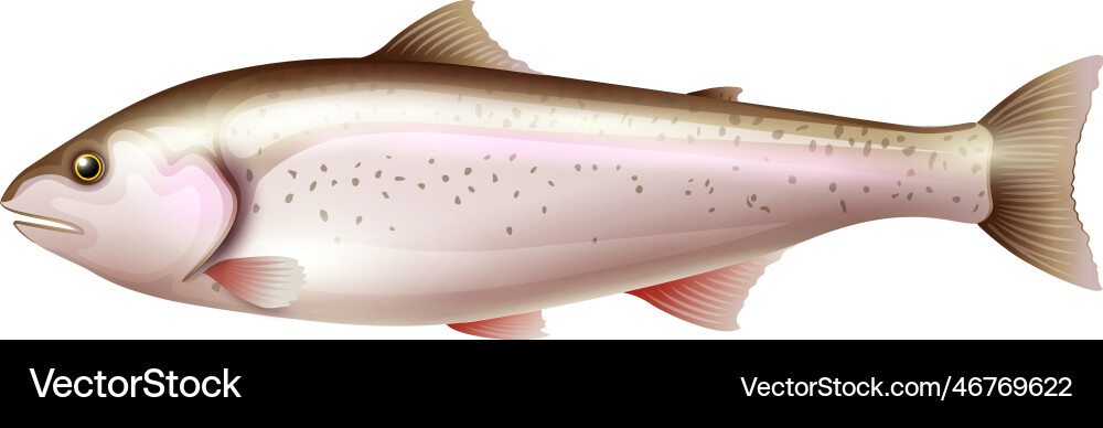 Realistic Salmon Fish Royalty Free Vector Image