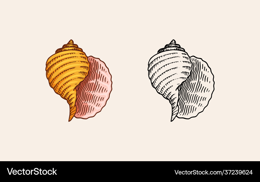 Sea shell or mollusca different forms engraved Vector Image