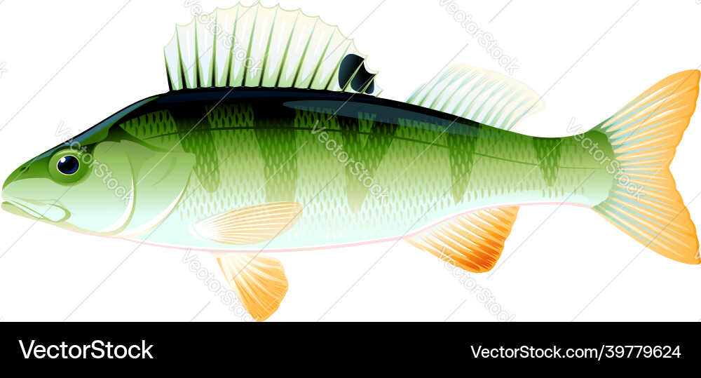 Small perch fish Royalty Free Vector Image - VectorStock