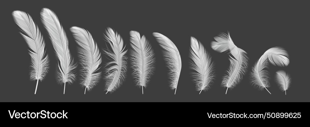 Gentle feathers line realistic set Royalty Free Vector Image