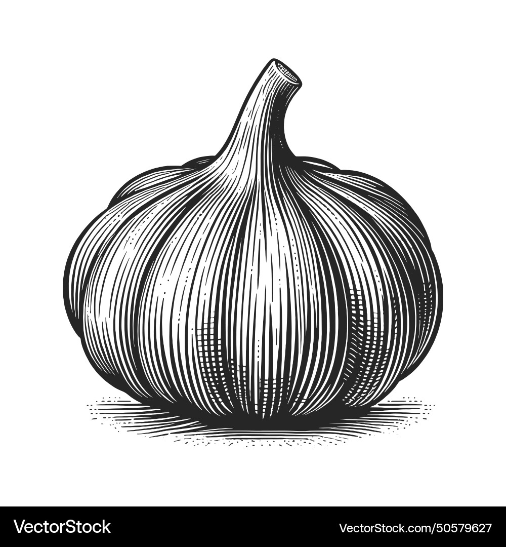 Garlic plant vegetable sketch Royalty Free Vector Image