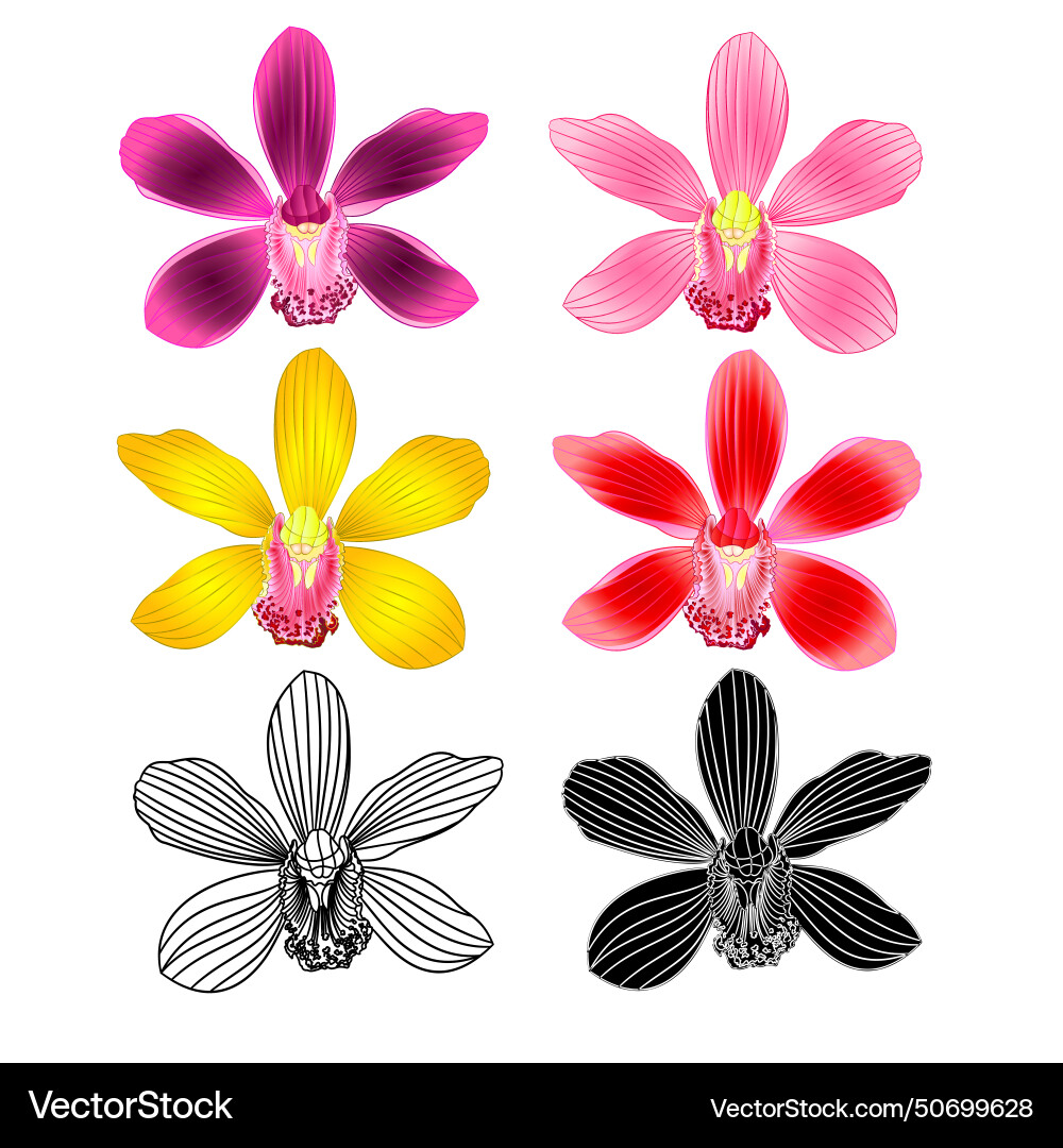 Various flowers tropical orchids cymbidium Vector Image