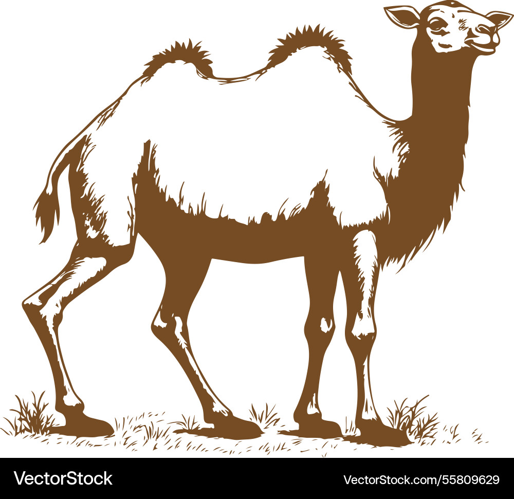 Camel image Royalty Free Vector Image - VectorStock