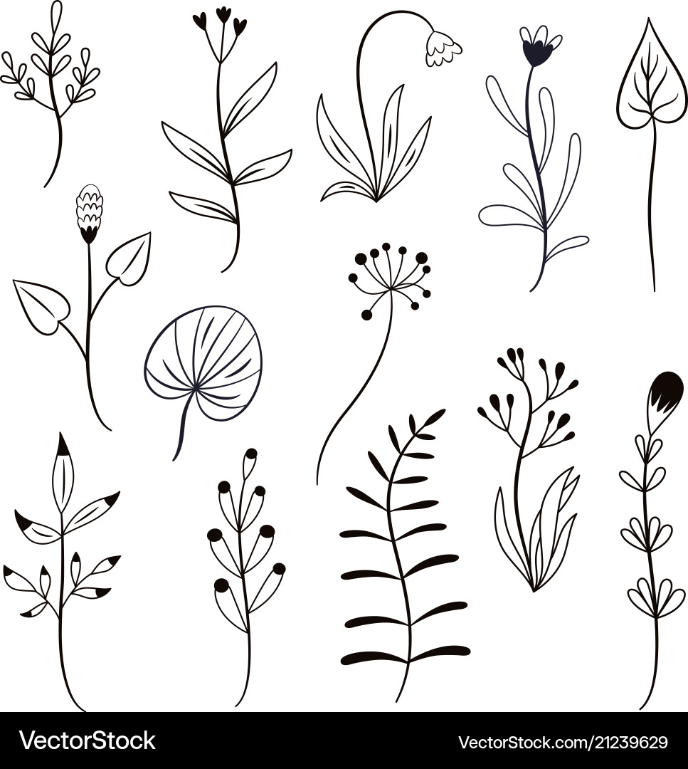 Set of leaves and plants Royalty Free Vector Image
