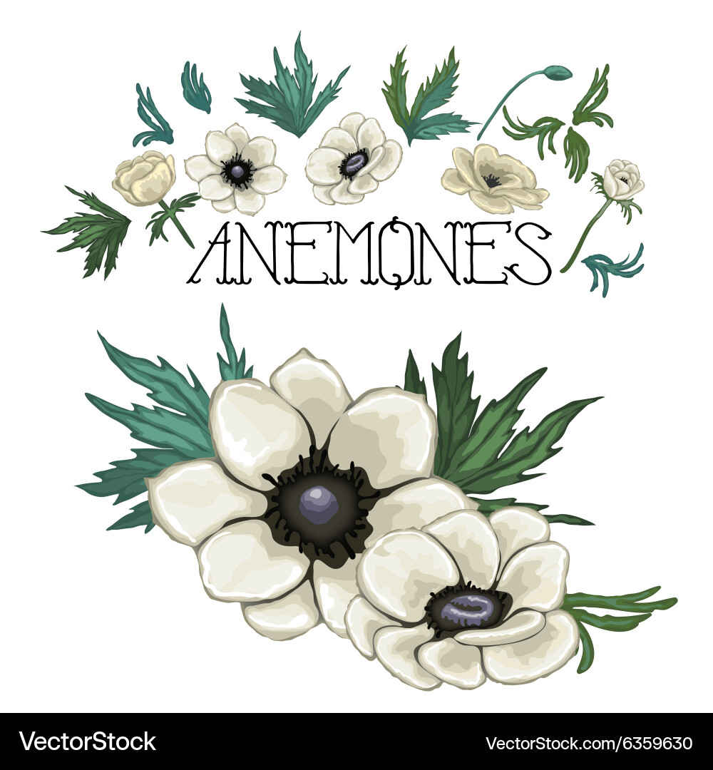 Collection of anemones Royalty Free Vector Image