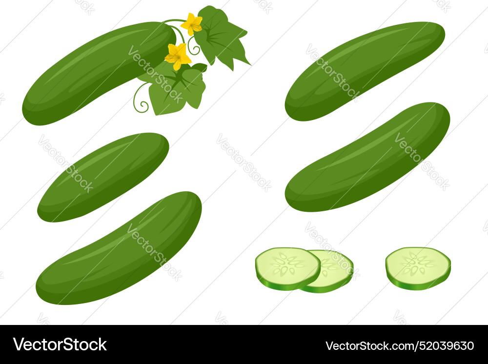 Isometric green cucumber Royalty Free Vector Image