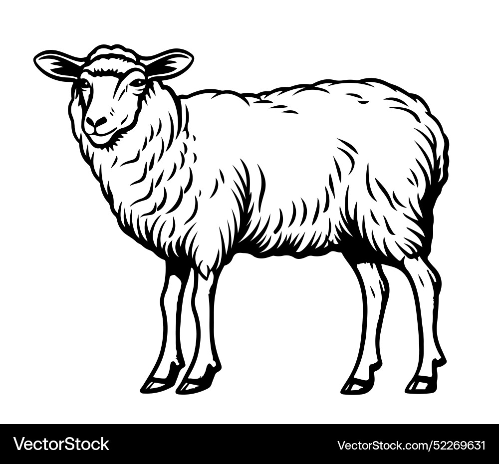 Hand drawn standing sheep in sketch style Vector Image