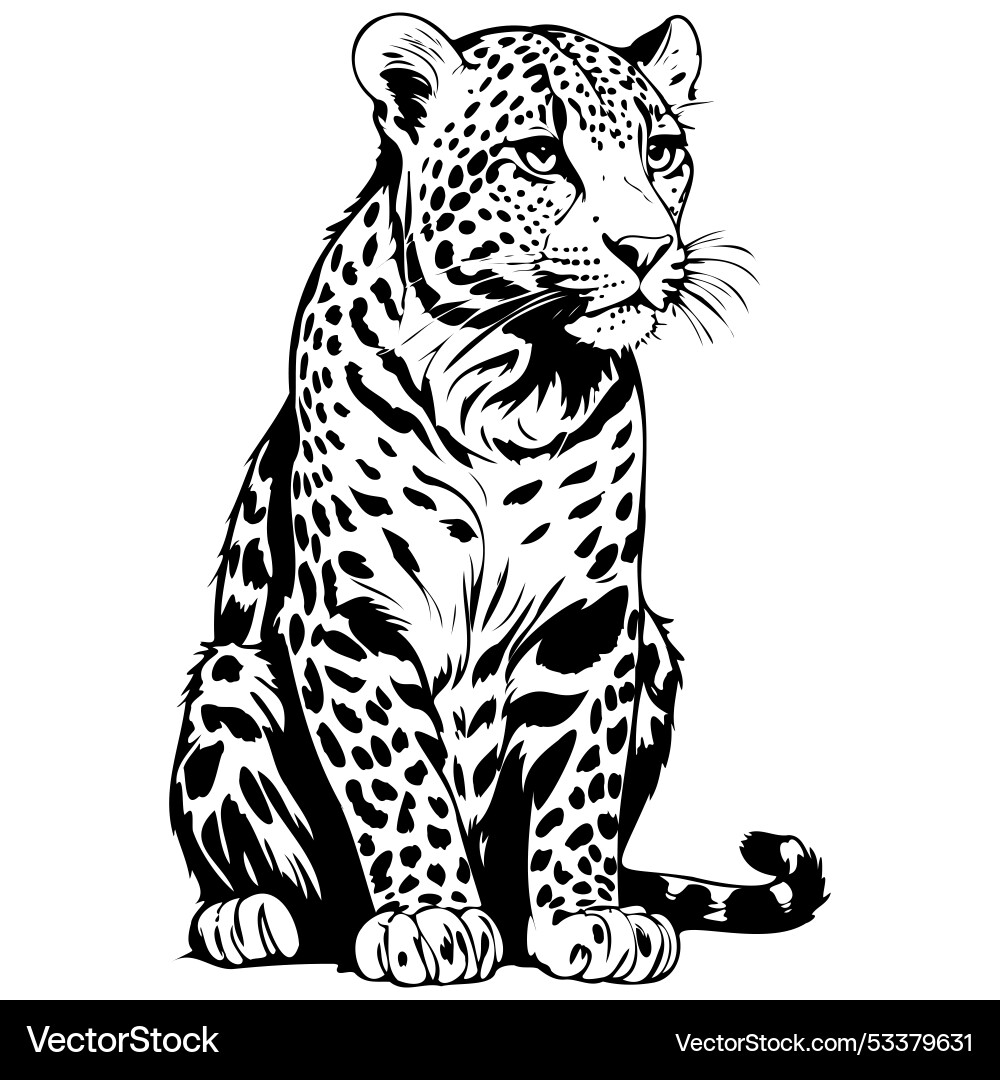 Vintage amur leopard sitting hand drawn Royalty Free Vector
