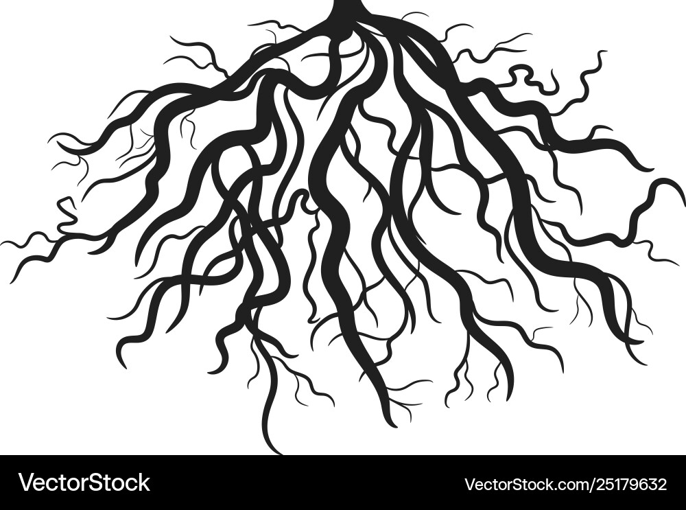 Roots eps Royalty Free Vector Image - VectorStock
