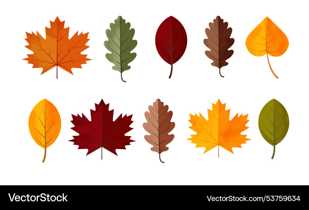A set of fall leaves isolated Royalty Free Vector Image