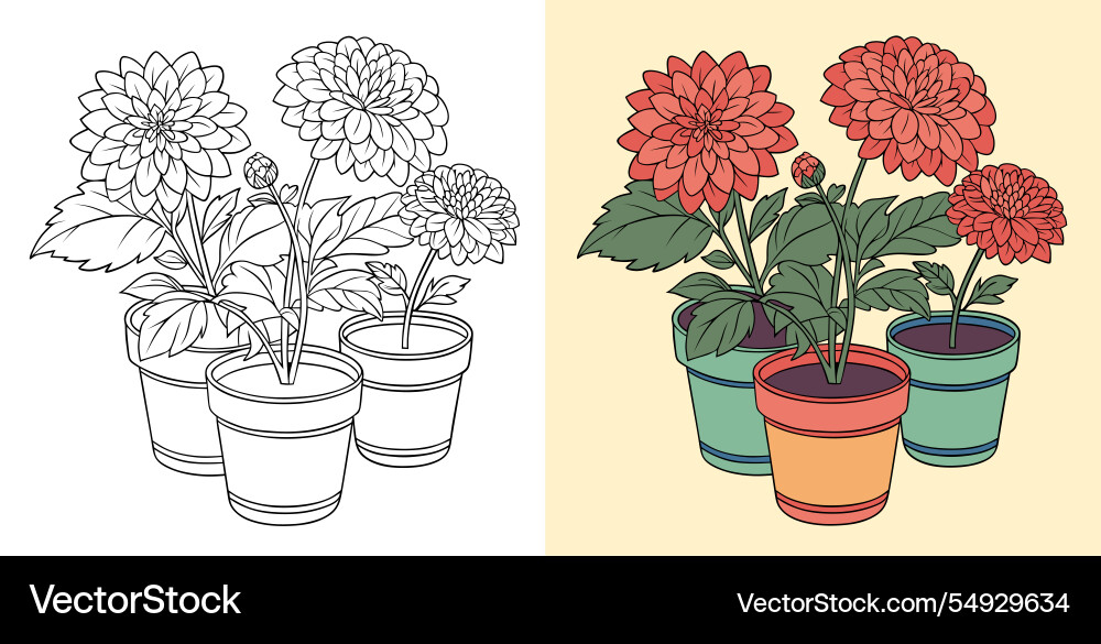 Dahlia flower Royalty Free Vector Image - VectorStock