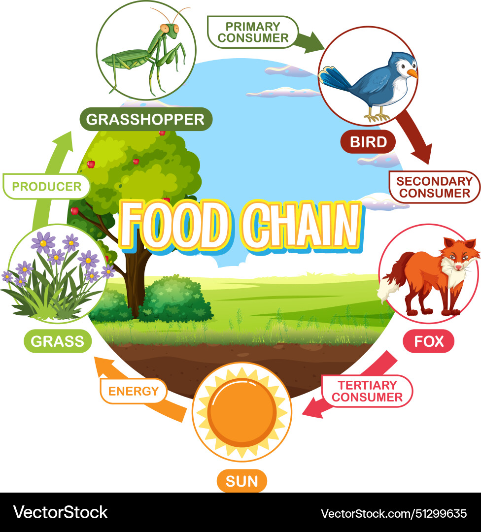 Depicts a simple food chain cycle Royalty Free Vector Image