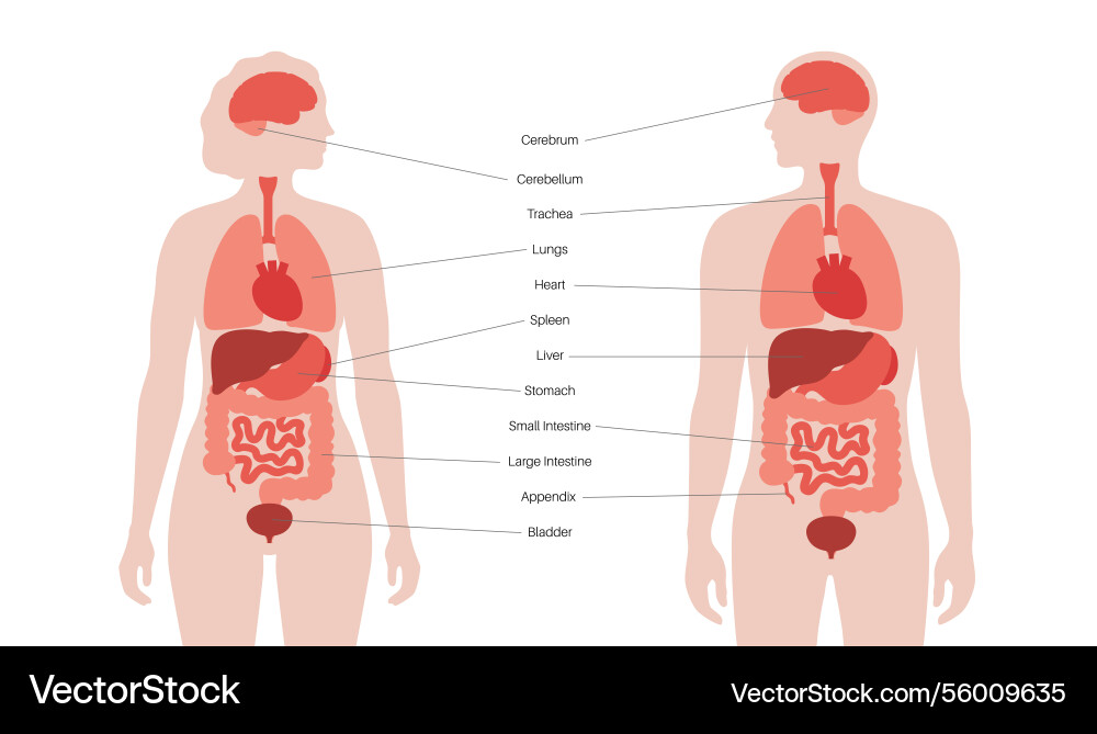 Human internal organs Royalty Free Vector Image