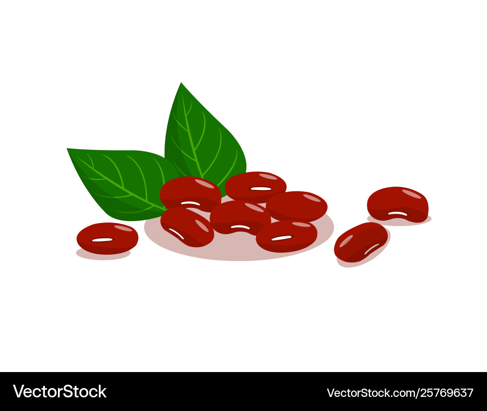 Red kidney bean isolated on white background Vector Image