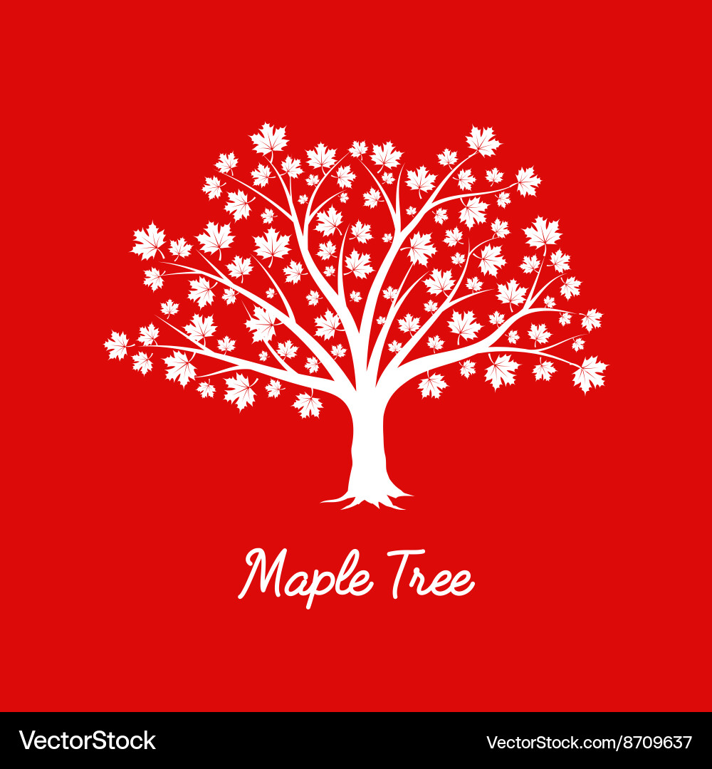 Maple Tree Branch Silhouette Silhouette Maple Tree Branch Stock