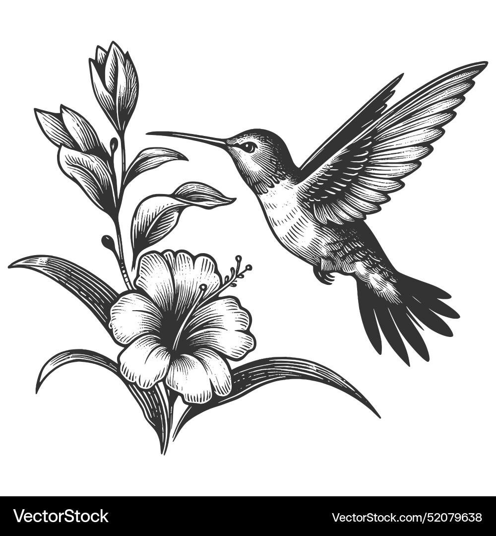 Hummingbird with flower engraving sketch Vector Image