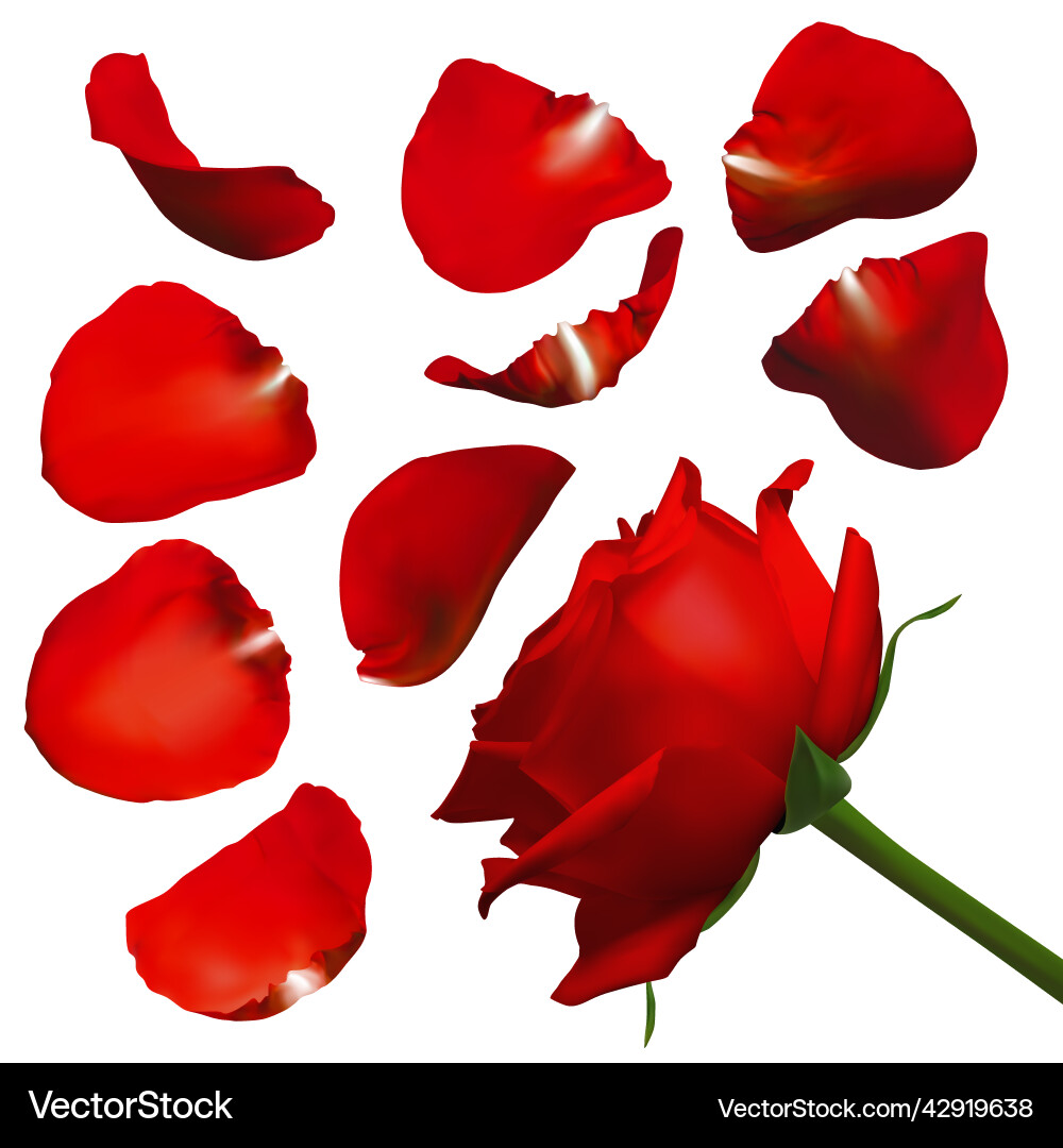 Realistic rose petals Royalty Free Vector Image