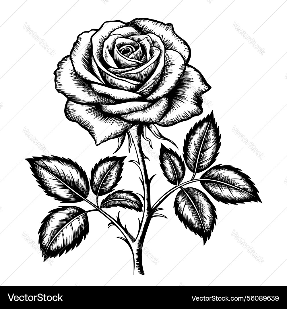 A rose flower vintage engraving s Royalty Free Vector Image
