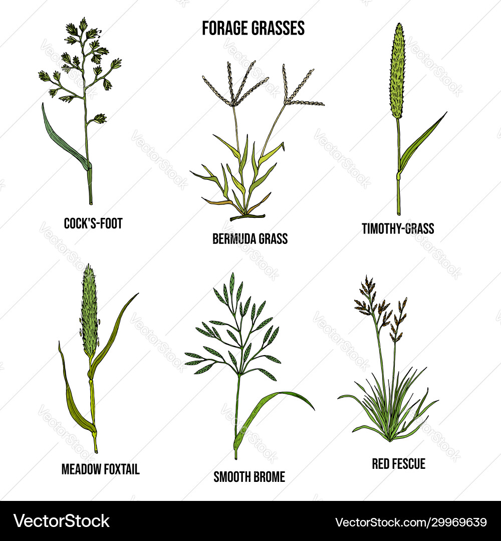 Forage grasses set Royalty Free Vector Image - VectorStock