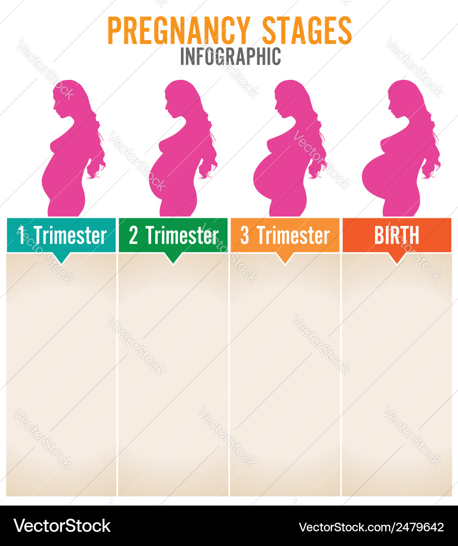 Pregnancy stages Royalty Free Vector Image - VectorStock