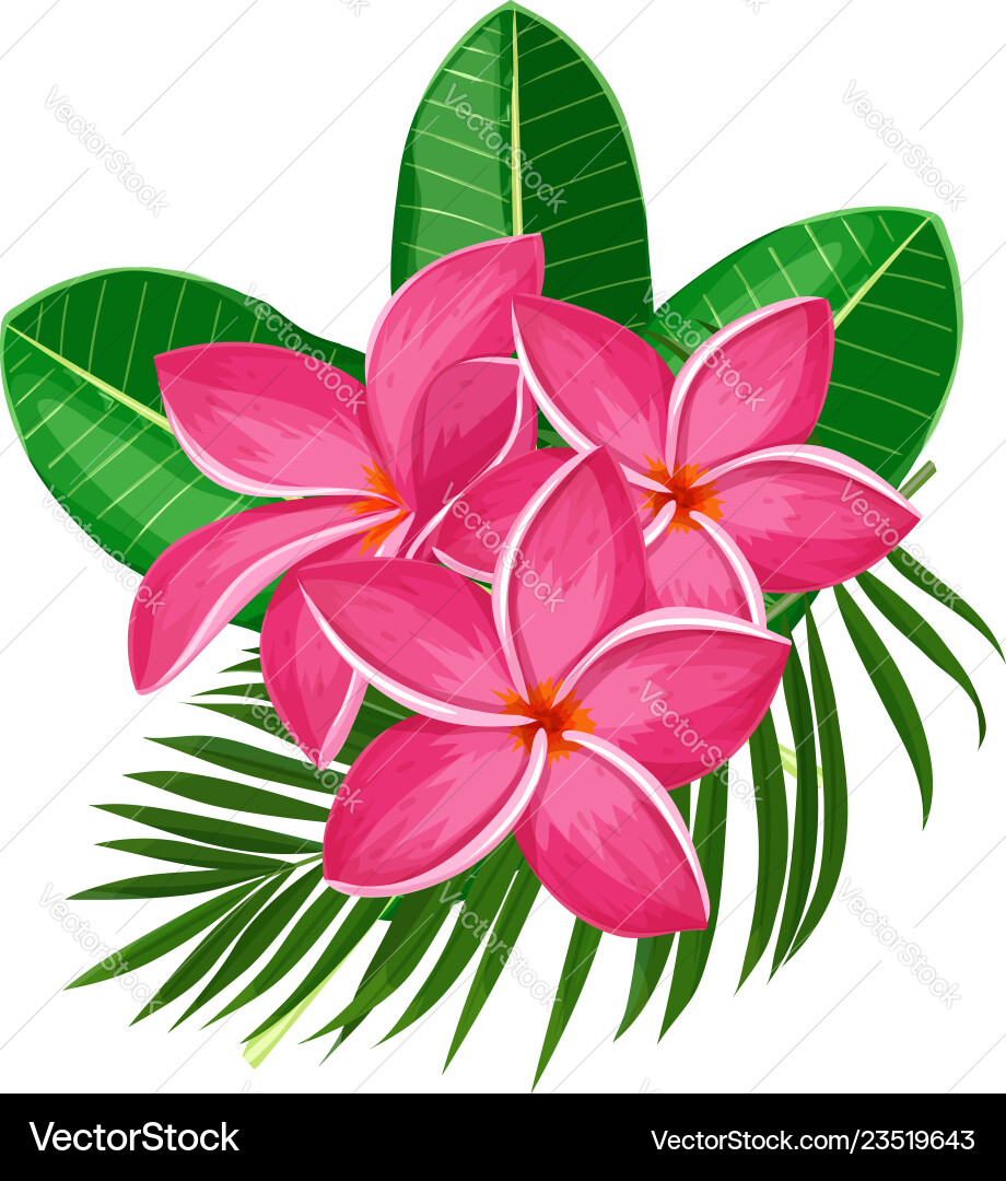Tropical Plumeria Flowers Royalty Free Vector Image