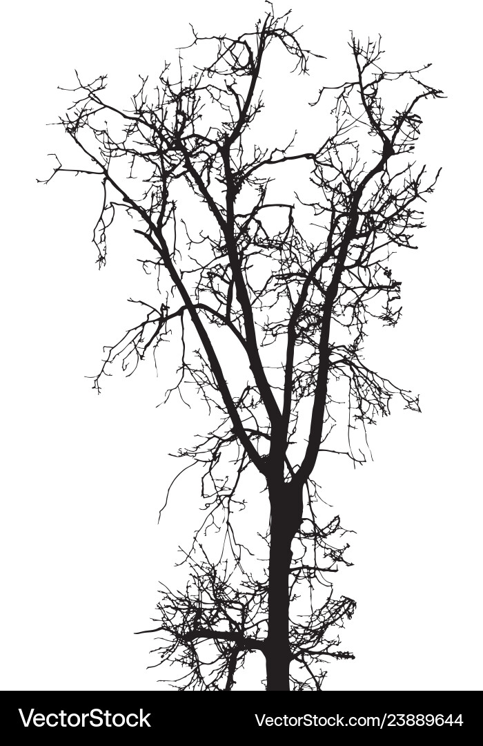 Black leafless tree branches Royalty Free Vector Image